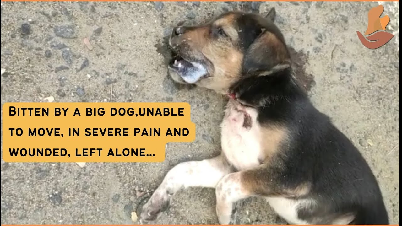 Stray dog rescue,treatment, recovery- Animal rescue India- Bark India ...