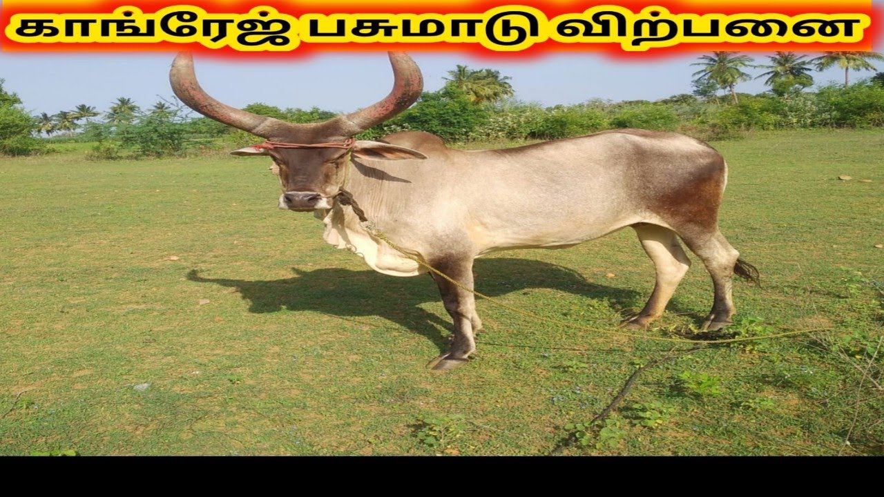காங்ரேஜ் பசுமாடு விற்பனை|kankrej cow sale - YouTube