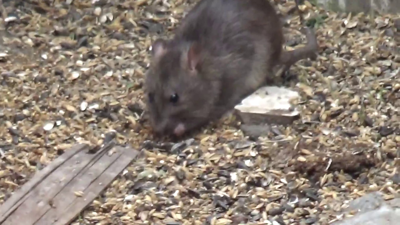 Rat feeding - YouTube