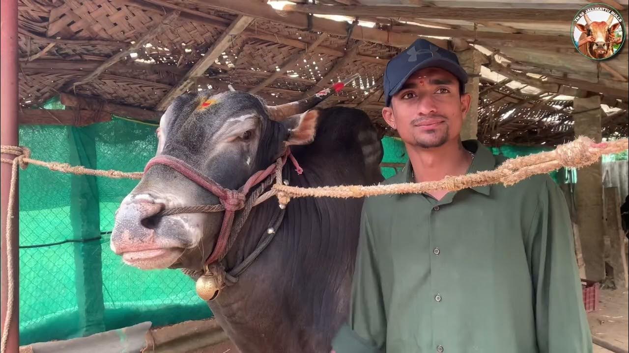 AM BULL Furious JALLIKATTU bull decoration,Bali PoIa.Hallikar Stud bull ...