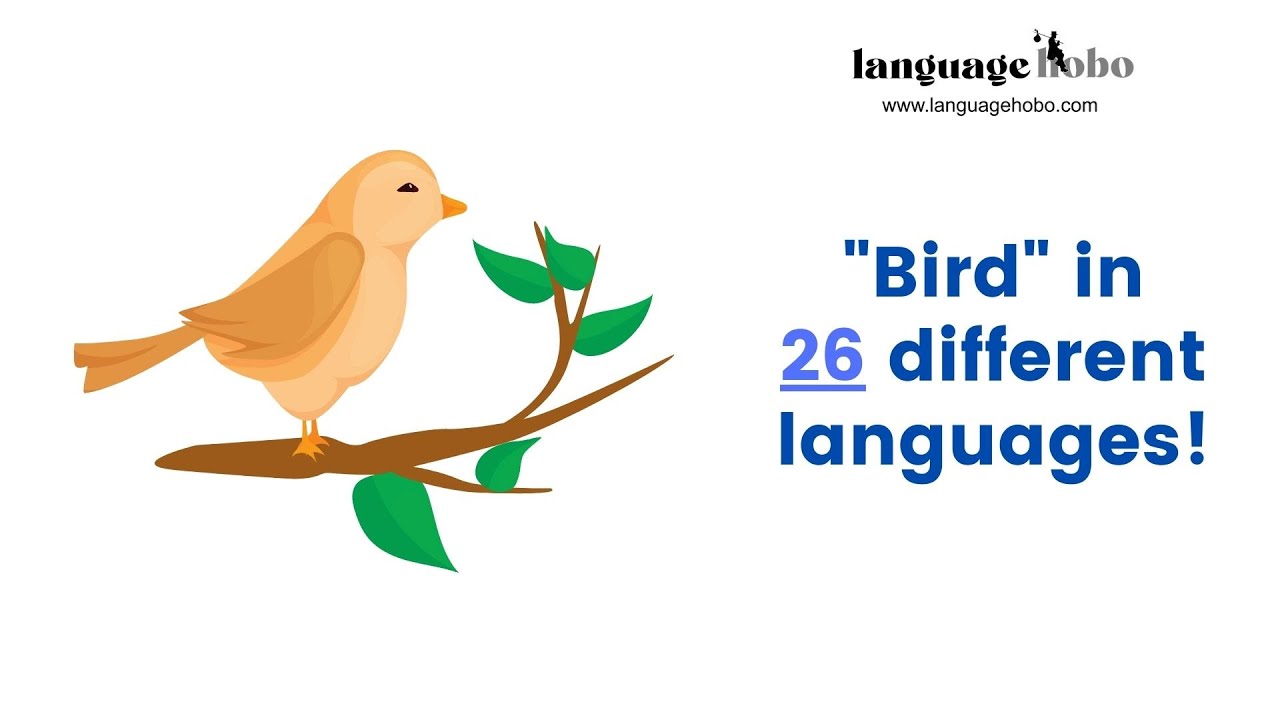 How to say "Bird" in 26 different languages! With Audio - YouTube