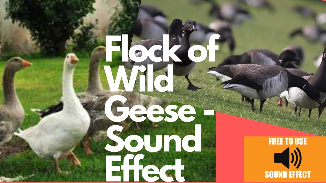 Flock of Wild Geese Sound Effect || Full HD Sound || Sound Mania - YouTube