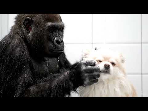 Dog and Gorilla Shower #reels #viral #trending #youtubeshorts #viralvideo #cute #dog, #gorilla #bath