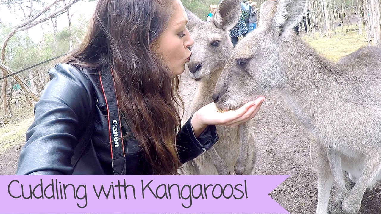Cuddling with Kangaroos! - YouTube