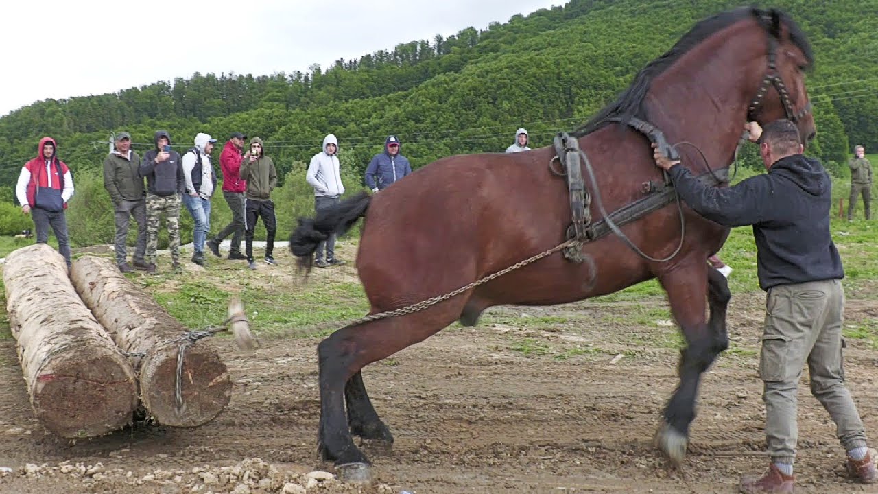 Probe cu Cai de tracțiune dl. Vasile Rusu de la Vicovu de Jos 2021 ...
