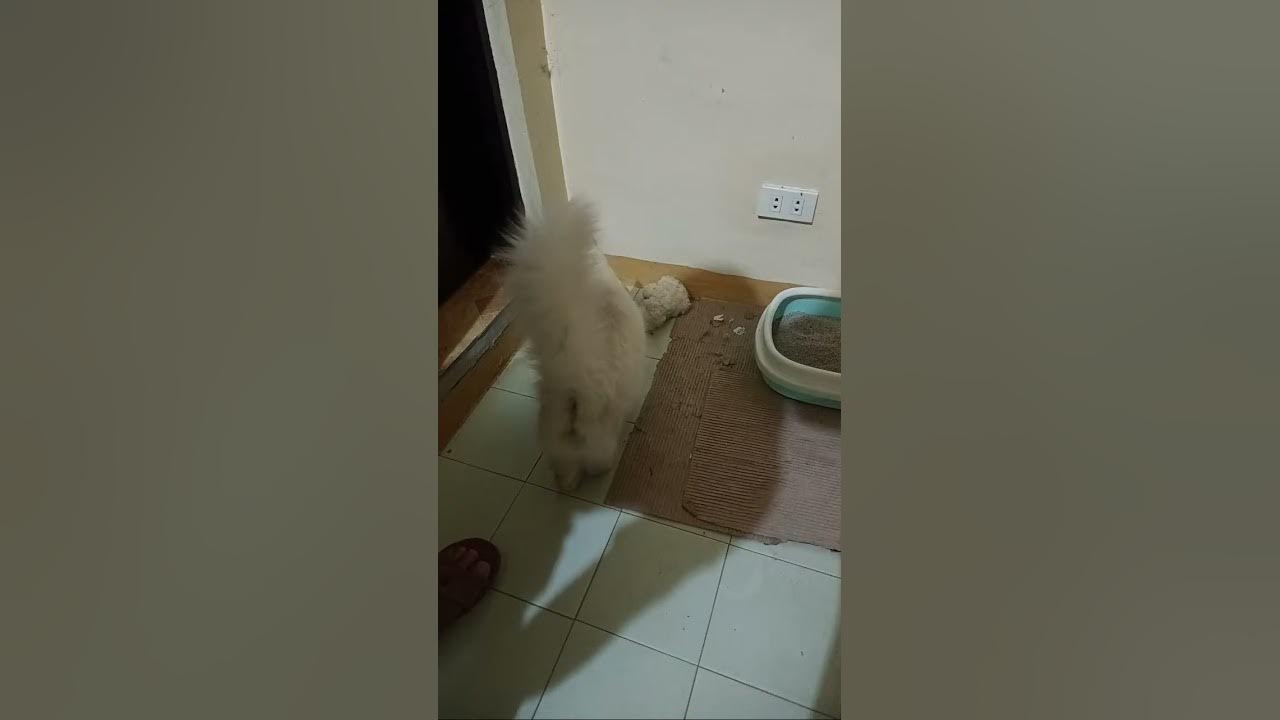 Highlight 0:00 - 3:09 from Papa Cris TV Official is live! - YouTube