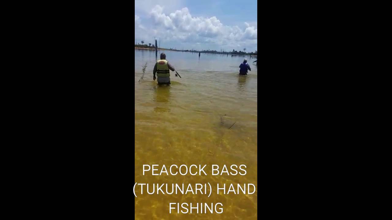 Peacock bass (Tukunari) caught with the hand - YouTube