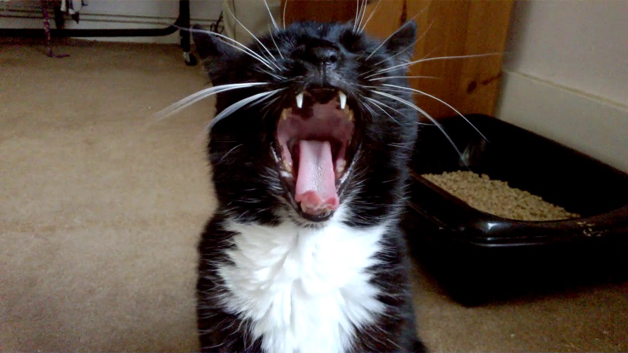 Tubby Cat 2 - YouTube