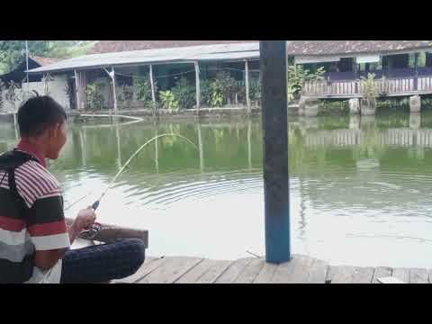 mancing ikan emas di kolam sb8 - YouTube