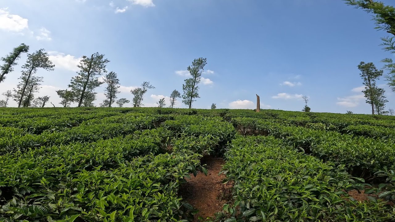 Coorg Tea Plantation 🌱🌿 | Glenlorna Tea Estate by TATA 😍 ️ - YouTube