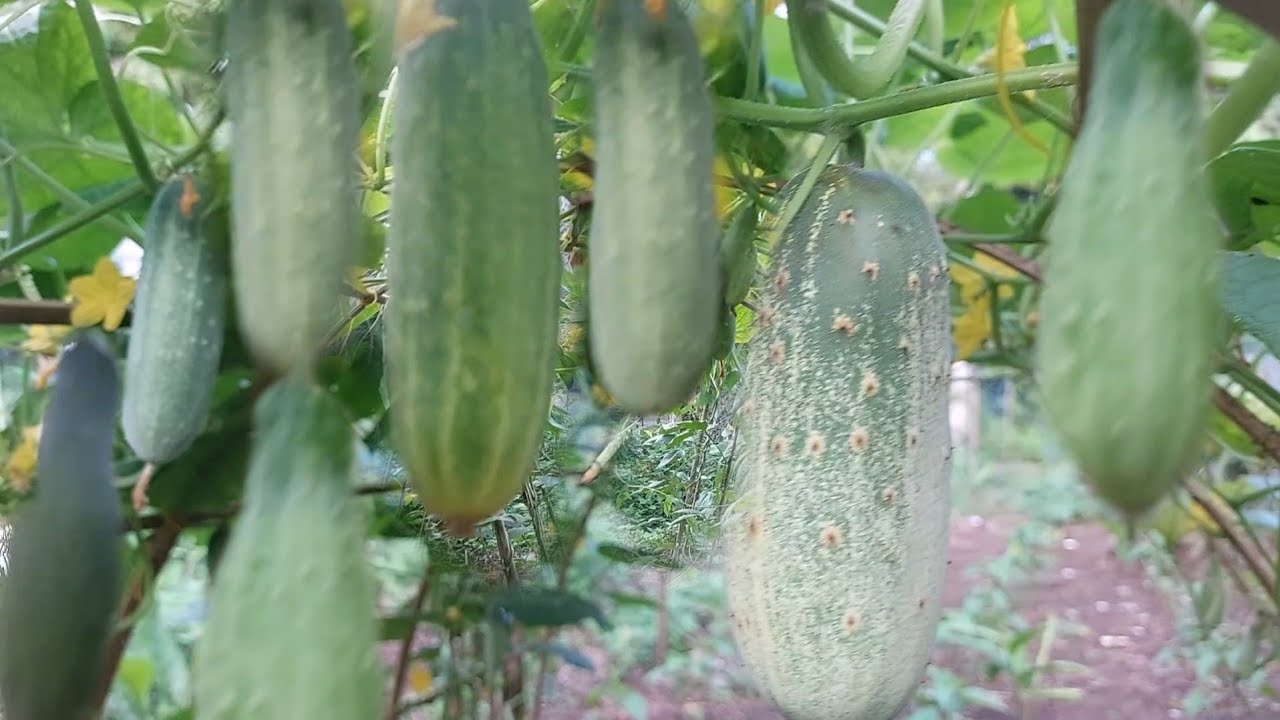 full video Tanam timun Hanya 30 hari siap panen ||how to plant cucumber ...