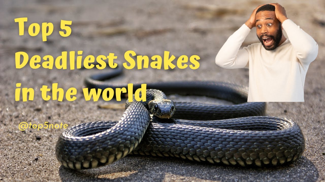 Top 5 deadliest snakes in the world || Top 5 Most Venomous Snakes in ...