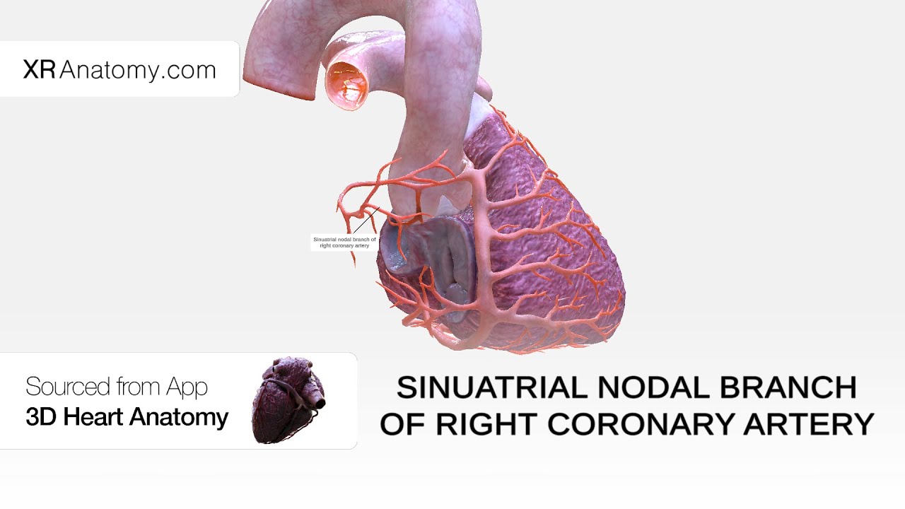 Sinuatrial nodal branch of right coronary artery - YouTube