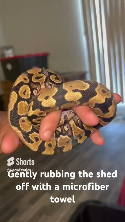 Ball Python Shed - YouTube