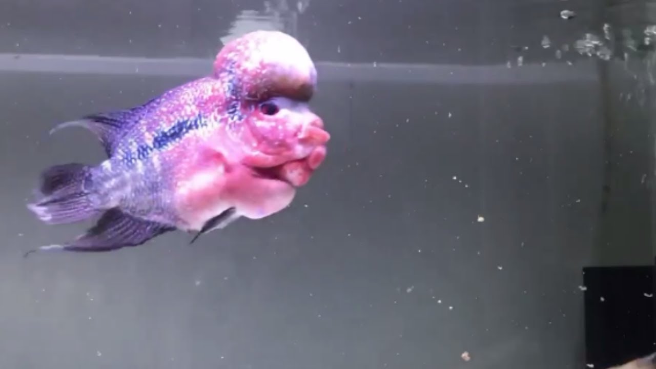 super red dragon kamfa flowerhorn fish - YouTube