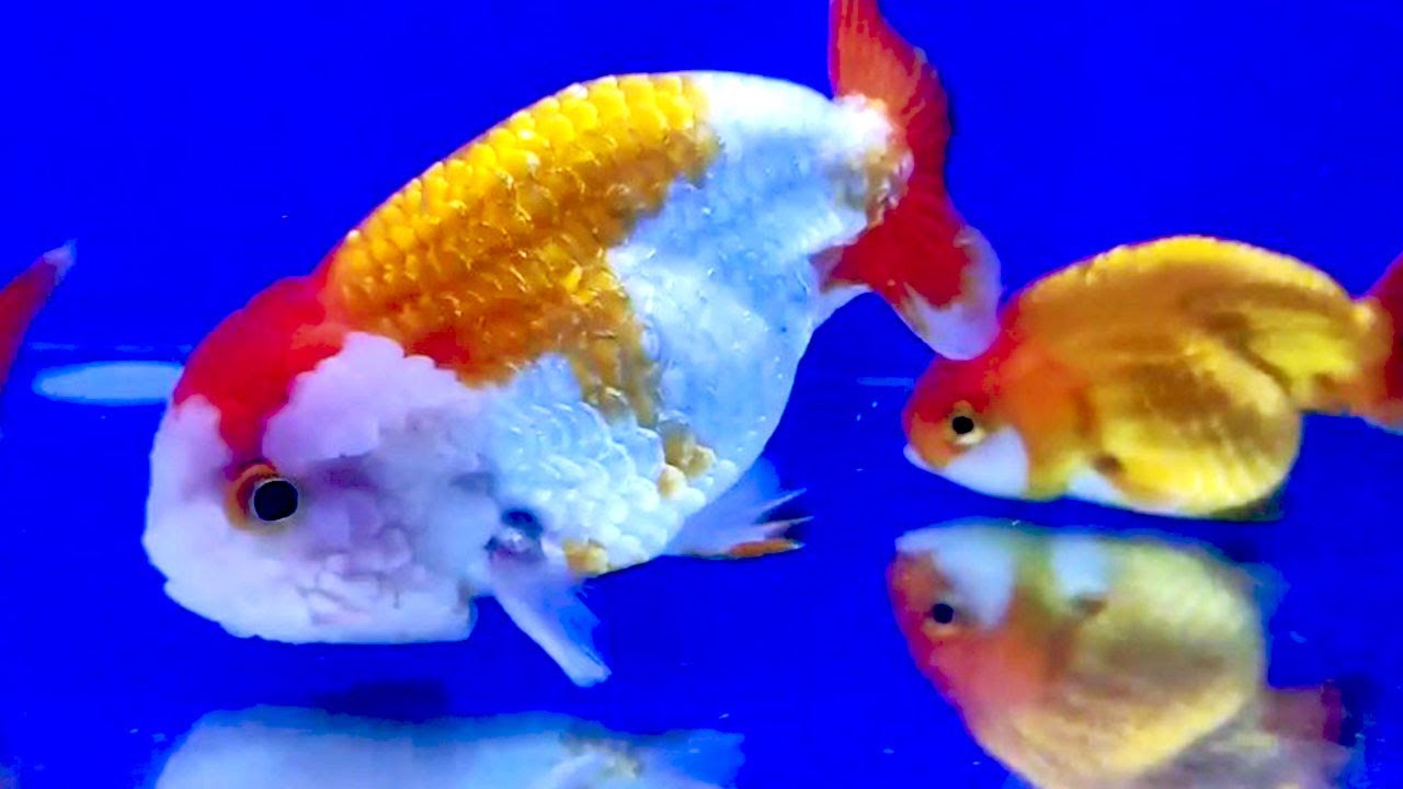 Color Ranchu Golfish - Mix Colors Re, White, and Gold - YouTube