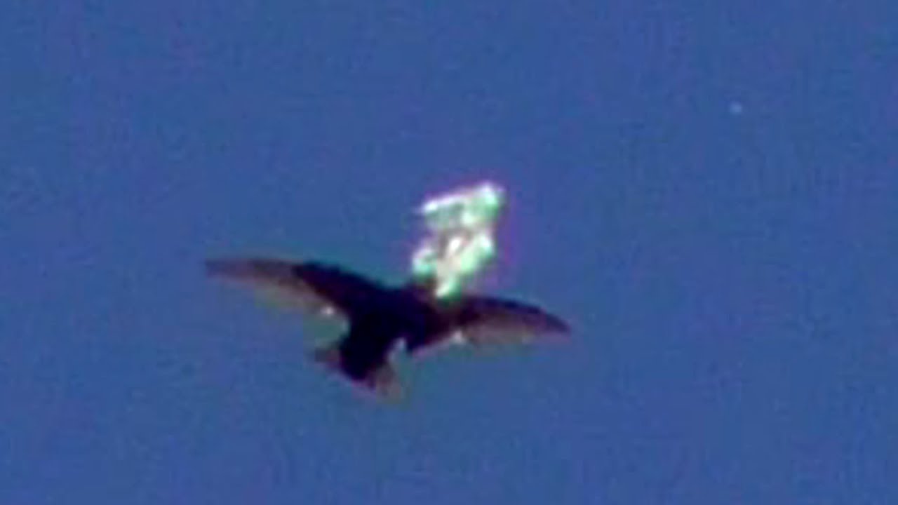 Ptaki atakują Anomalie/Birds attacking Anomaly - YouTube