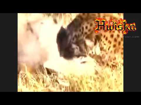Wild boar vs Leopard The Non Stop Bloody War - YouTube