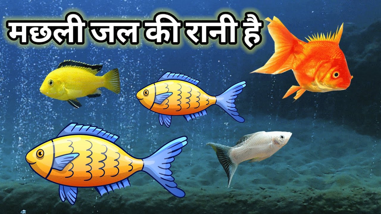 Machhli jal ki Rani Hai| Hindi rhymes| Macchli jal ki rani hai jeevan ...