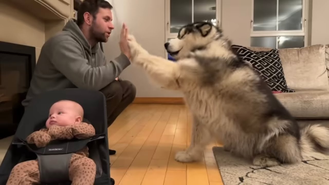 Teaching Intelligent Husky Left And Right! He’s Super Smart!! - YouTube