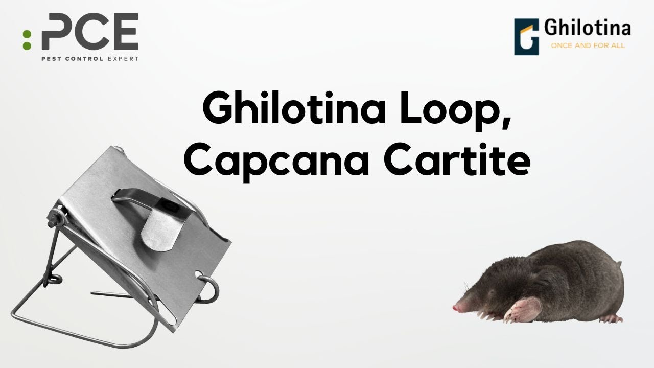 Instructiuni utilizare Ghilotina Loop capcana cartite - YouTube