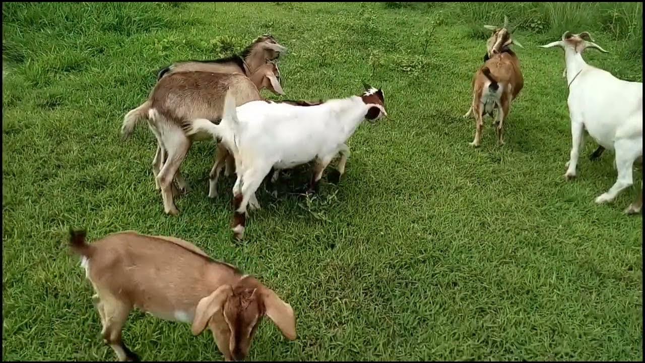 Free Video - Herd of healthy Philippine native goats - YouTube