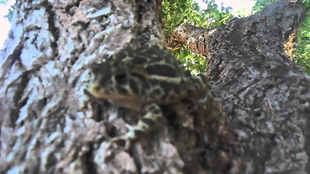 Tree Climbing Toad - YouTube