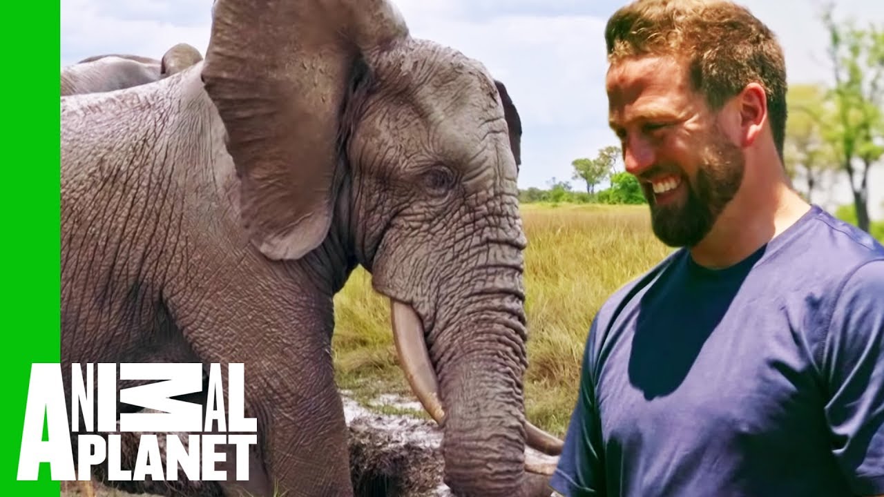 Jabu The Elephant Gets A Life-Changing Leg Brace | Extended Cut | Dodo ...