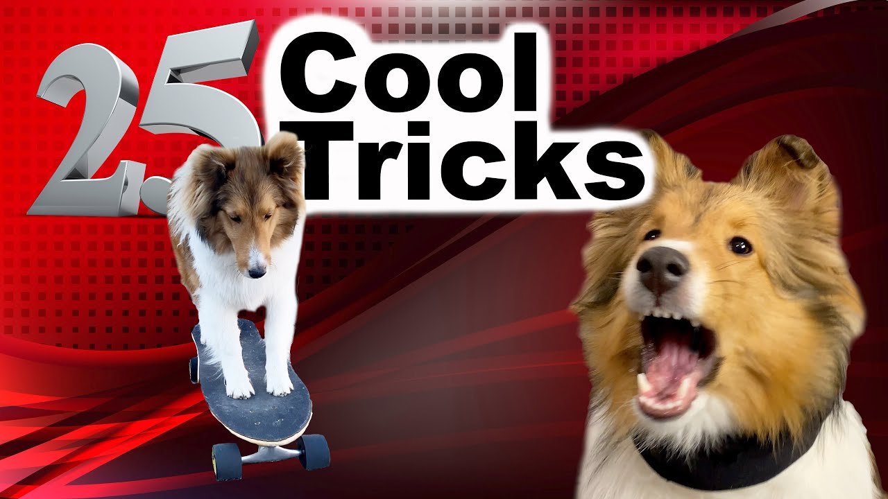 25 Super Cute Dog Tricks you Have to Try! 🥰🐶 - YouTube