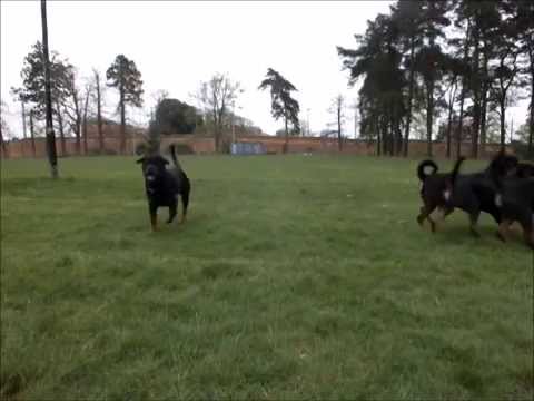 Monty Python Morning Rottie Style - YouTube