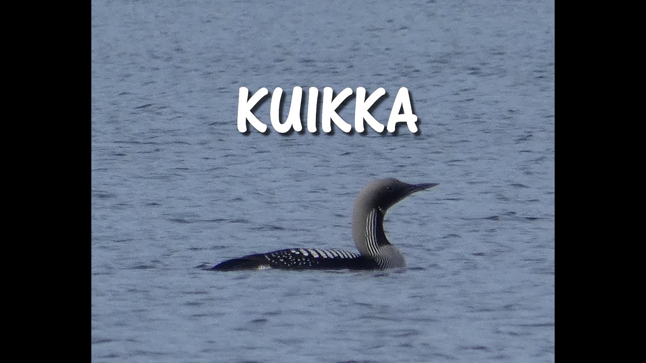 Kuikka - YouTube