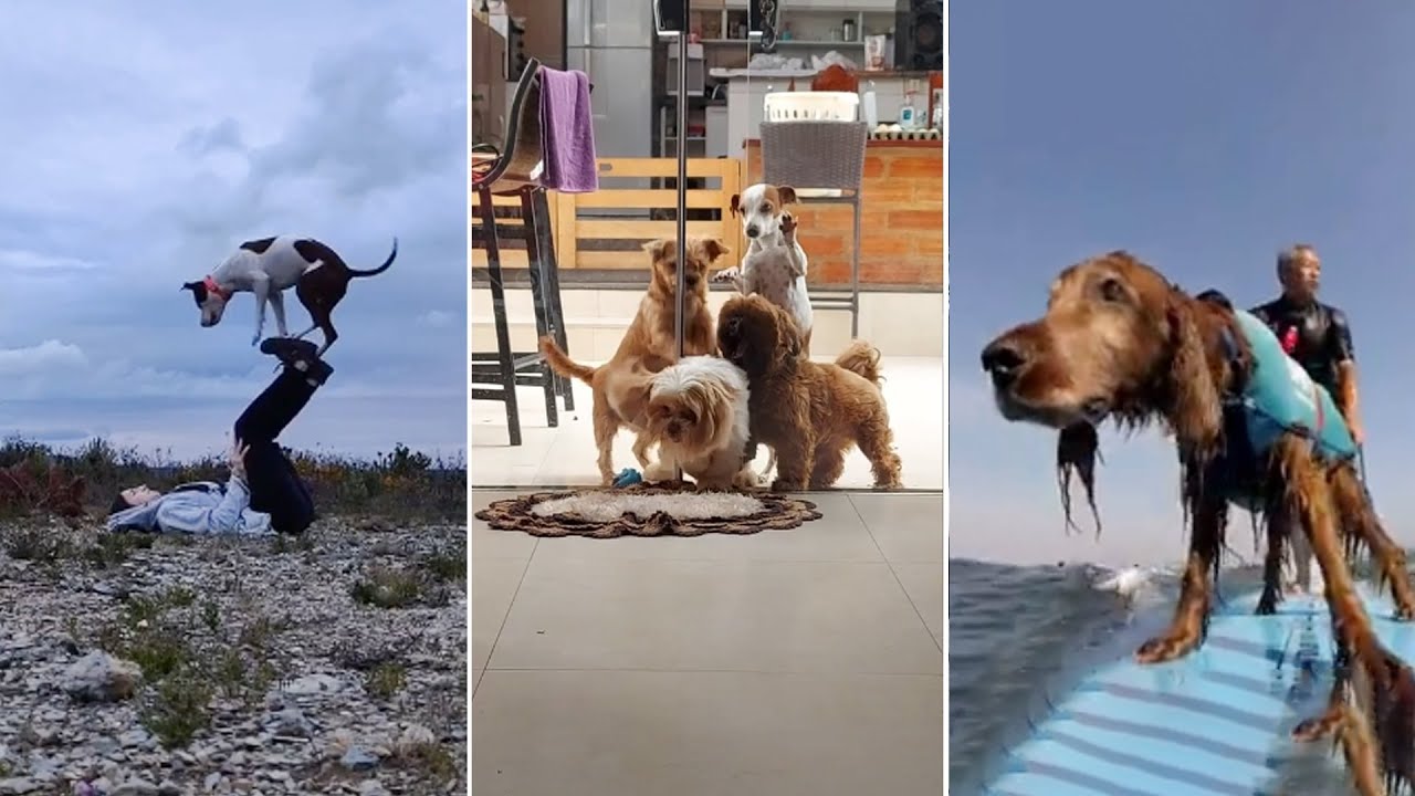 The most daring dogs - YouTube