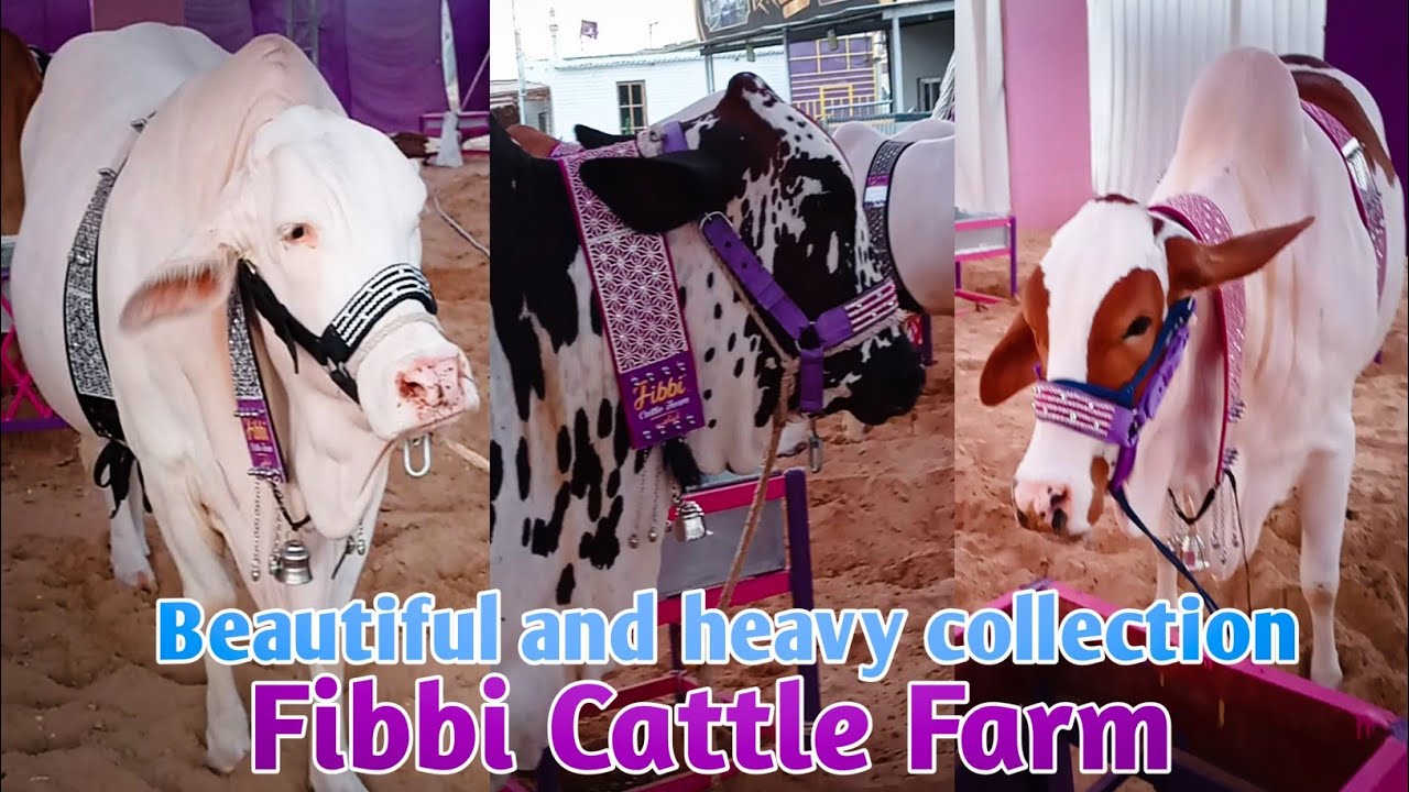 Fibbi cattle farm beautiful collection 2023 | Jameel memon society | # ...