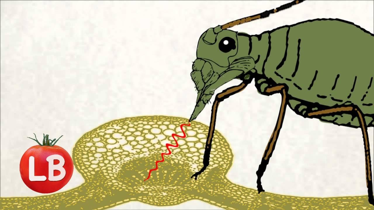 Awful Aphids Animation | Late Bloomer | Special Episode - YouTube