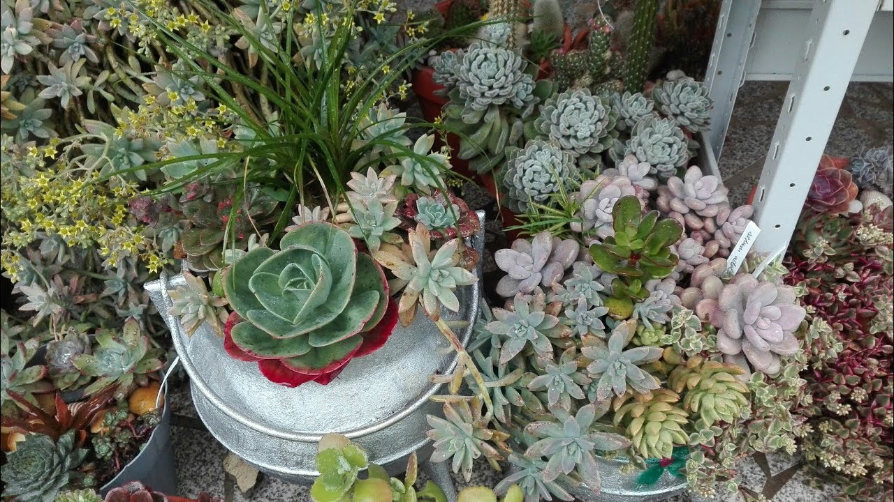 #Suculentas lindas veja como as cultivo ...catos floridos.... - YouTube