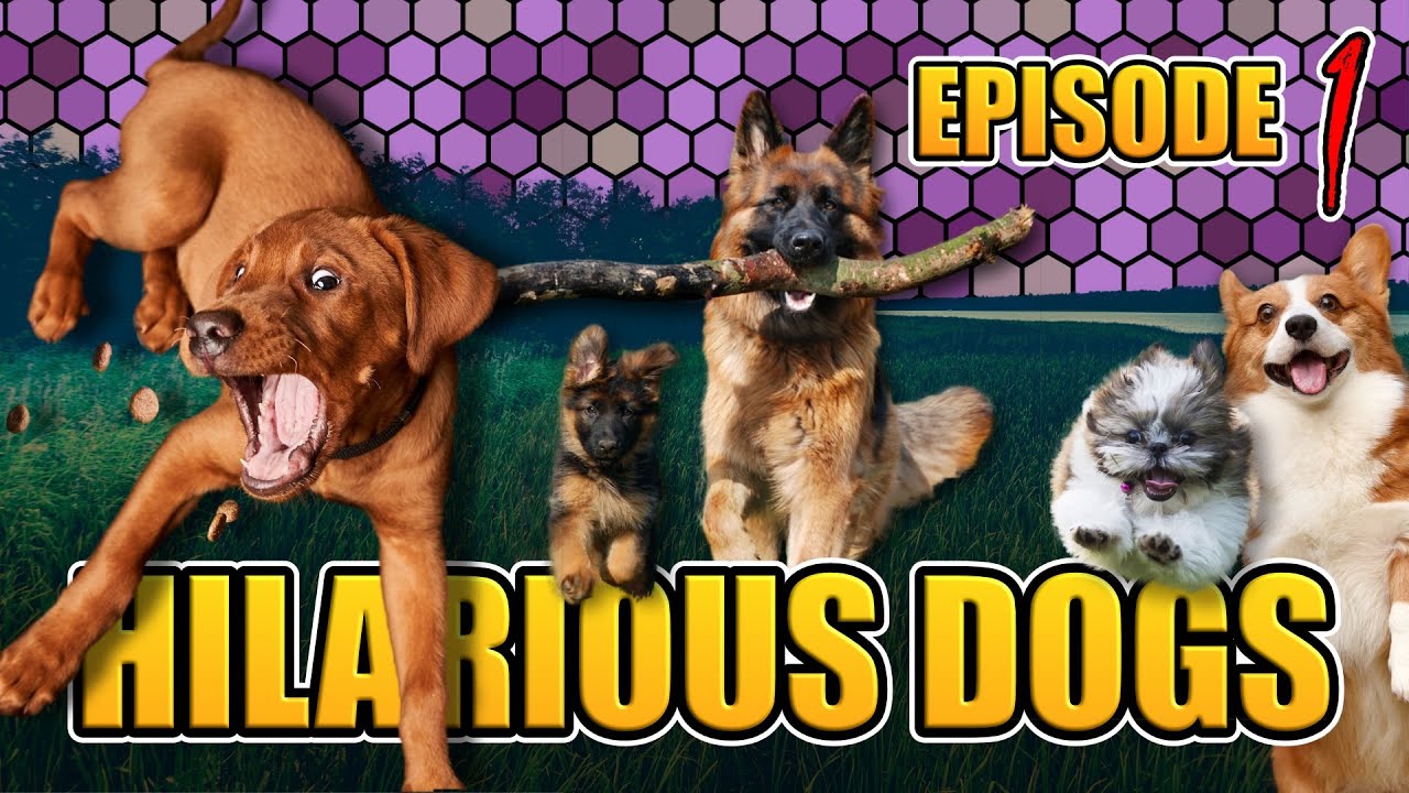 Epic Dog Fails & Hilarious Moments - Episode 1 Crazy Canines | Dogs ...