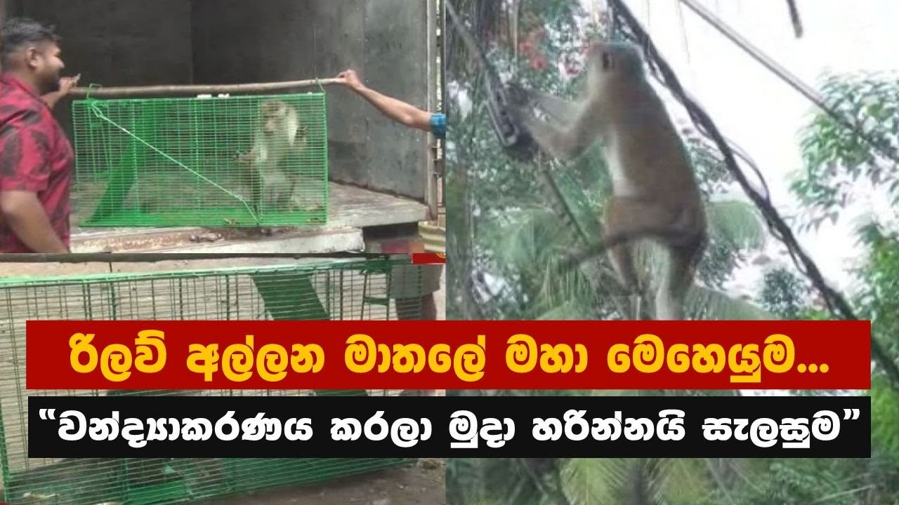 රිලව් අල්ලන මාතලේ මහා මෙහෙයුම..."වන්ද්‍යාකරණය කරලා මුදා හරින්නයි සැලසුම" | Monkey Problem - YouTube