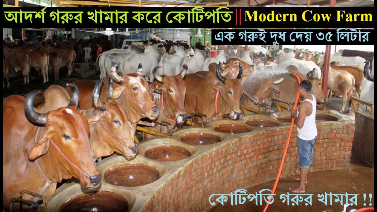 যে খামার করে কোটিপতি | গরুর খামার | গরু পালন | Modern Agro Farm ...