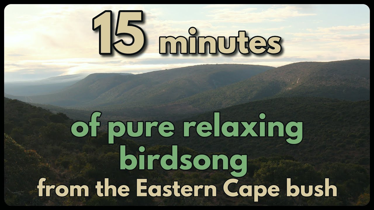 15 minutes of PURE BIRDSONG from the Eastern Cape bush - YouTube