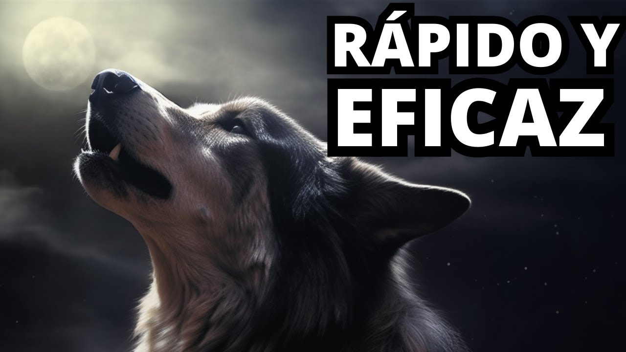 Música para Perro Ansioso, Agitado, Nervioso o Inquieto - ¡Perro ...