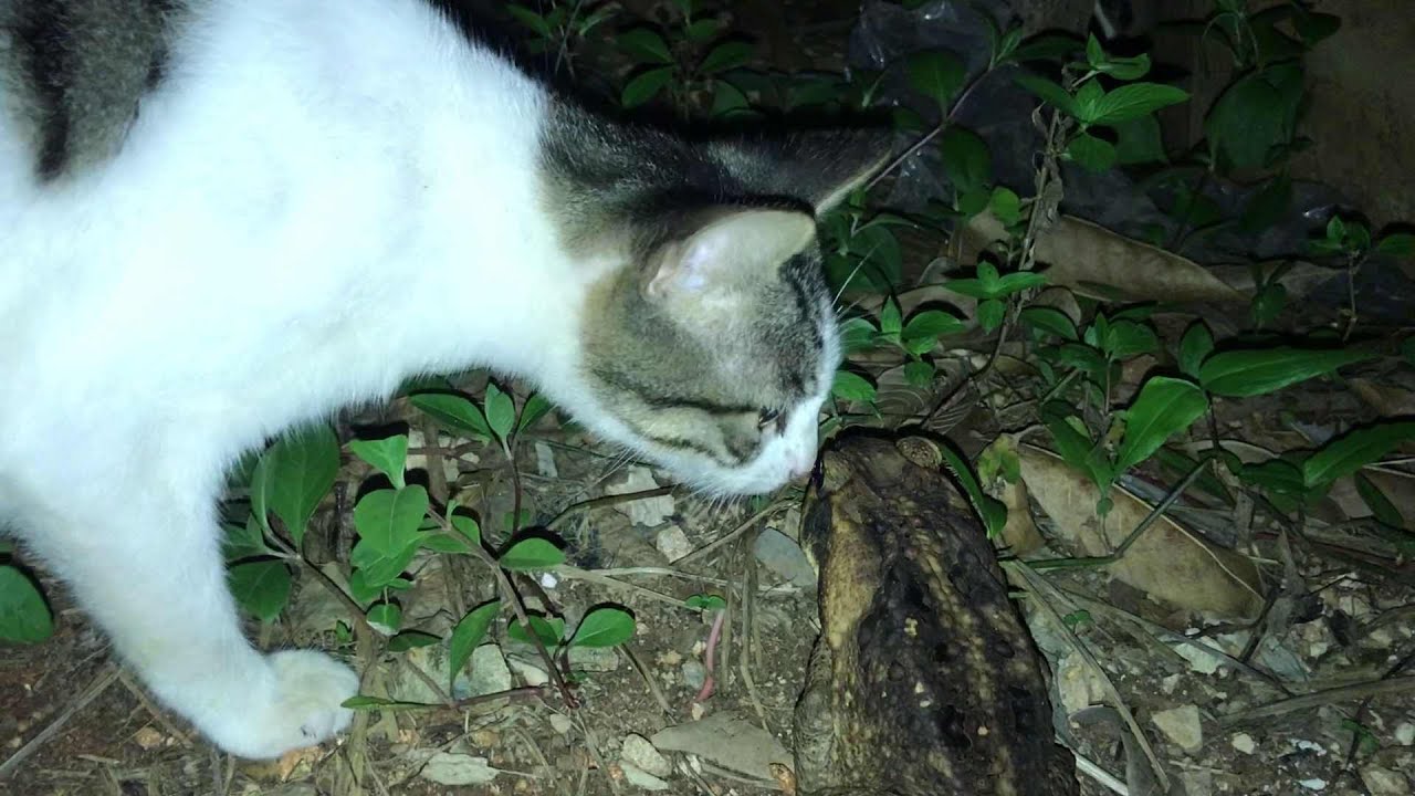 watch Jamaican frog and Cat - YouTube