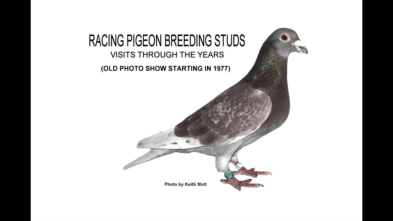 Video 381: Racing Pigeon Breeding Studs - YouTube