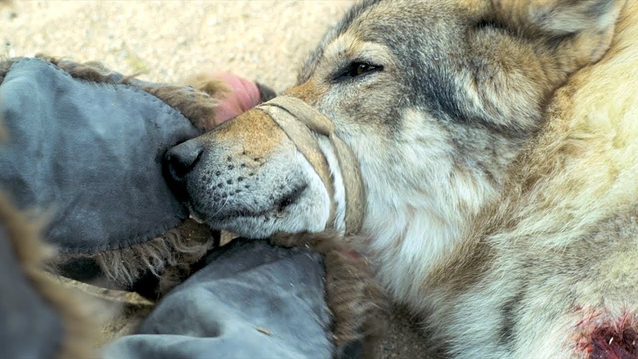 Alpha (2018) Keda meets Alpha Scene - YouTube