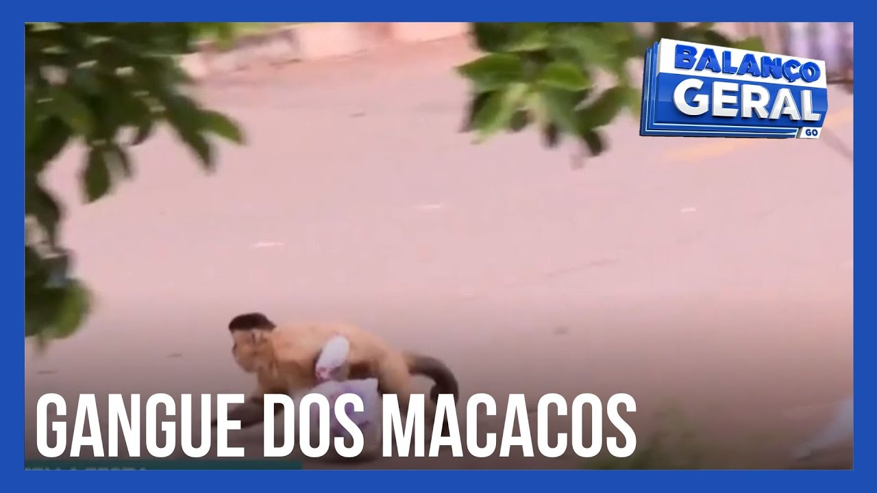 Gangue dos macacos: animais espalham lixo em rua do Brisas da Mata ...