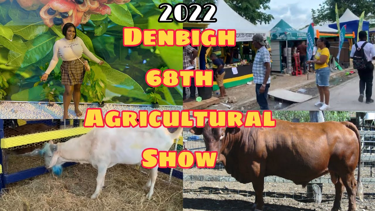 DENBIGH AGRICULTURAL SHOW 2022 * Largest Animals in Jamaica * Jamaica ...