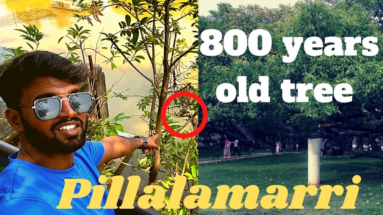Pillala marri Tree Mahabubnagar | 800 years old banyan tree | # ...