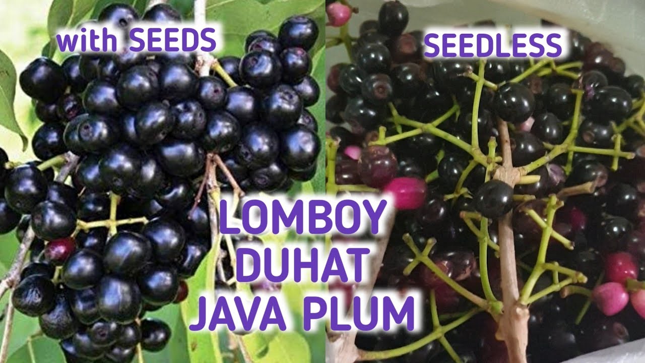SEEDLESS LOMBOY | SEEDLESS DUHAT | SEEDLESS JAVA PLUM - YouTube
