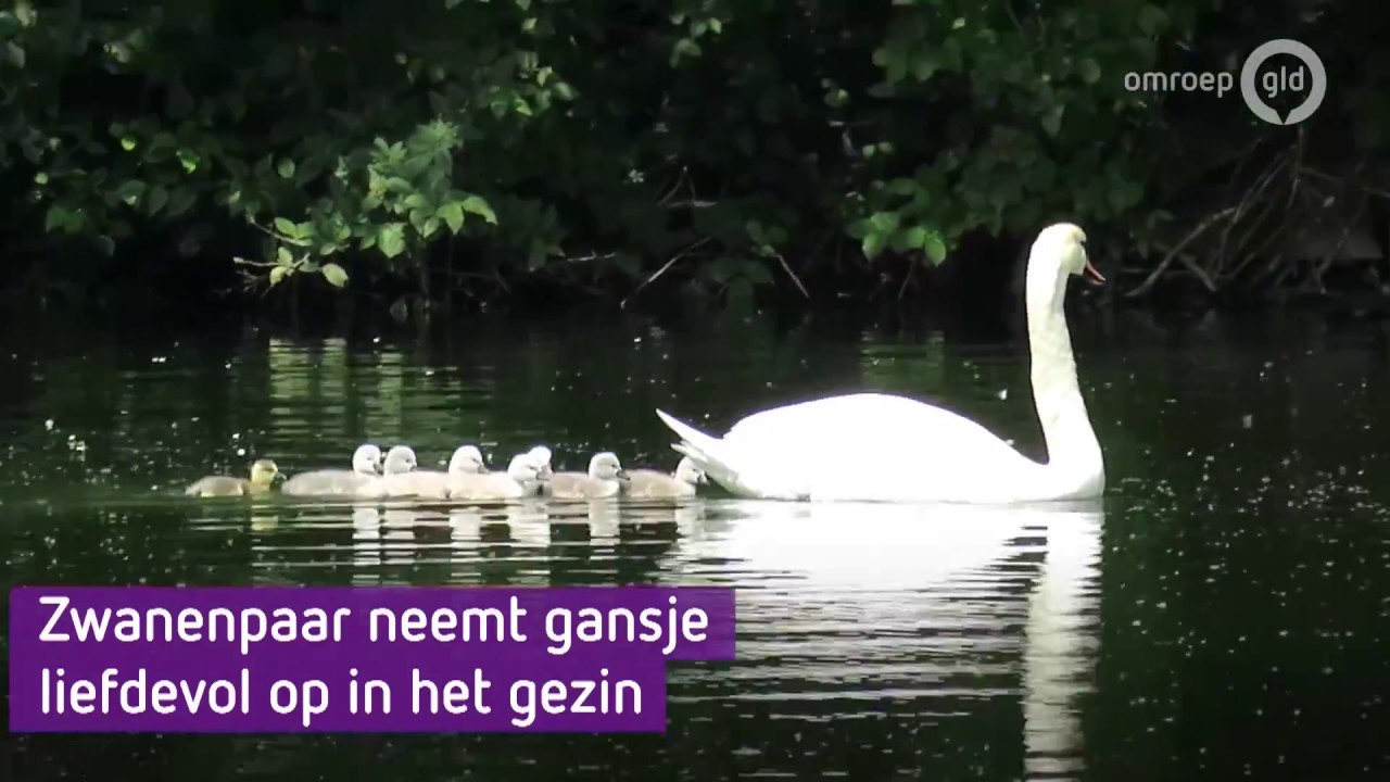 Gansje liefdevol opgenomen in zwanengezin in Stadpark Nijmegen - YouTube