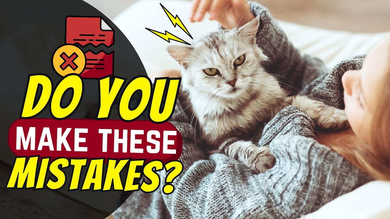 11 Mistakes in Dealing with Young Cats (Shocking!) - YouTube