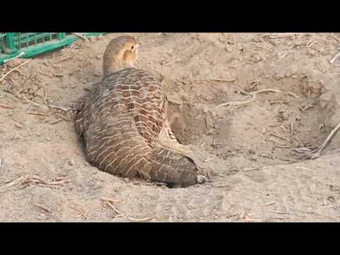 lovely teeter awaz,modern pardrige,teeter bird sound - YouTube